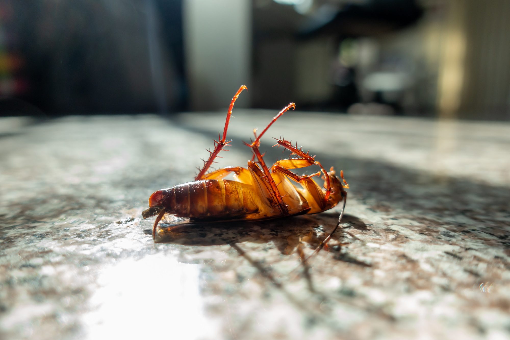 When DIY Pest Control Fails: What Escondido Homeowners Should Know
